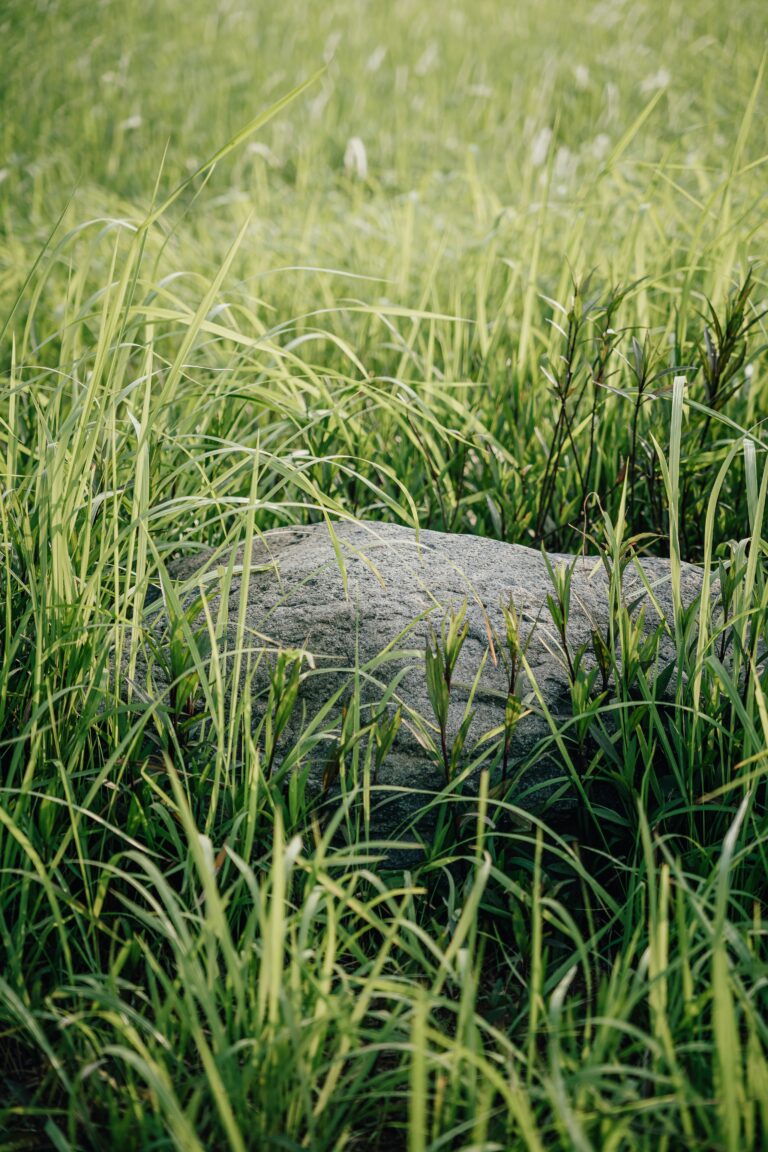 The Cross in the Old Testament – Christ Over All