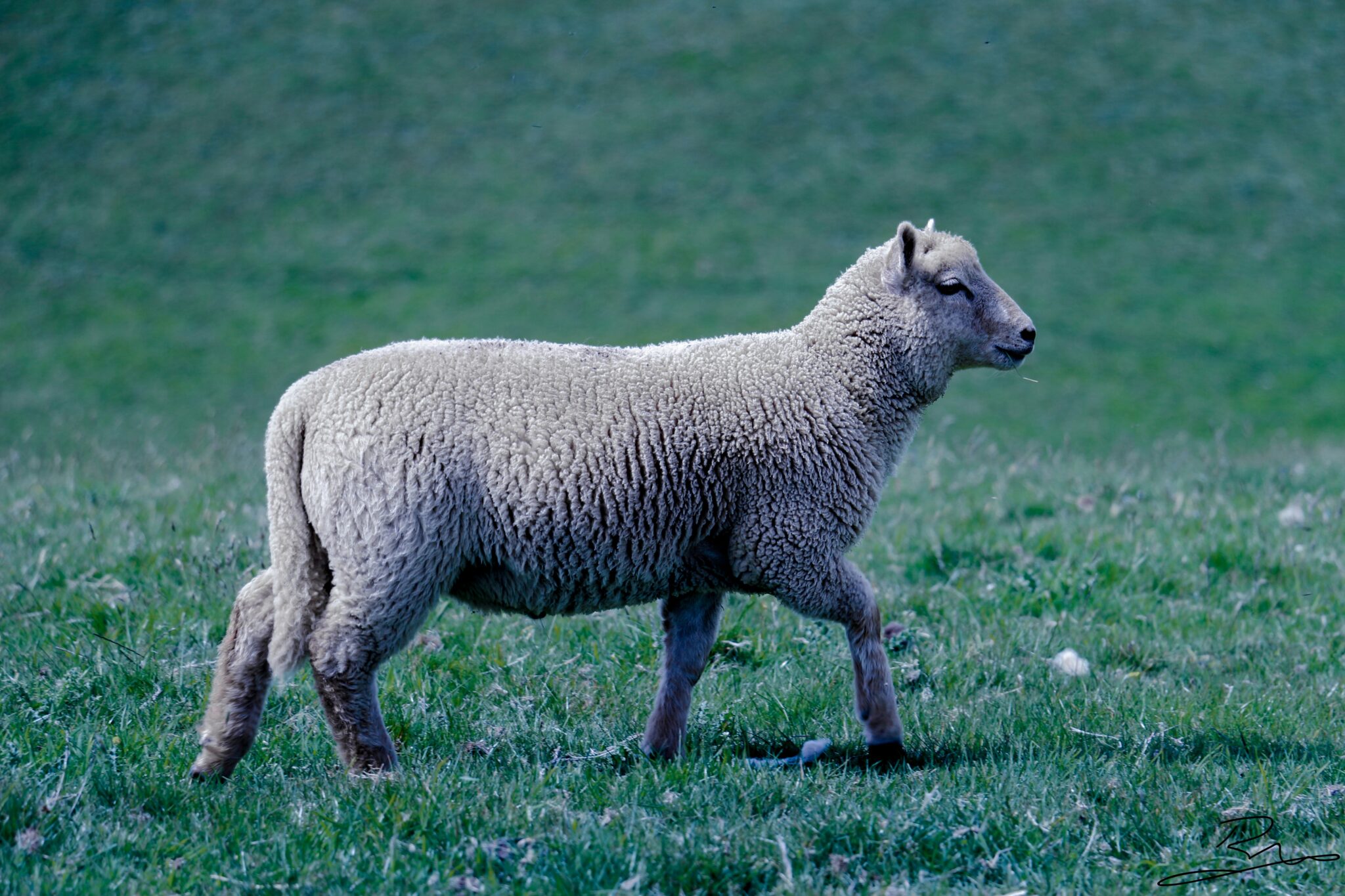 The Cross in the Old Testament – Christ Over All
